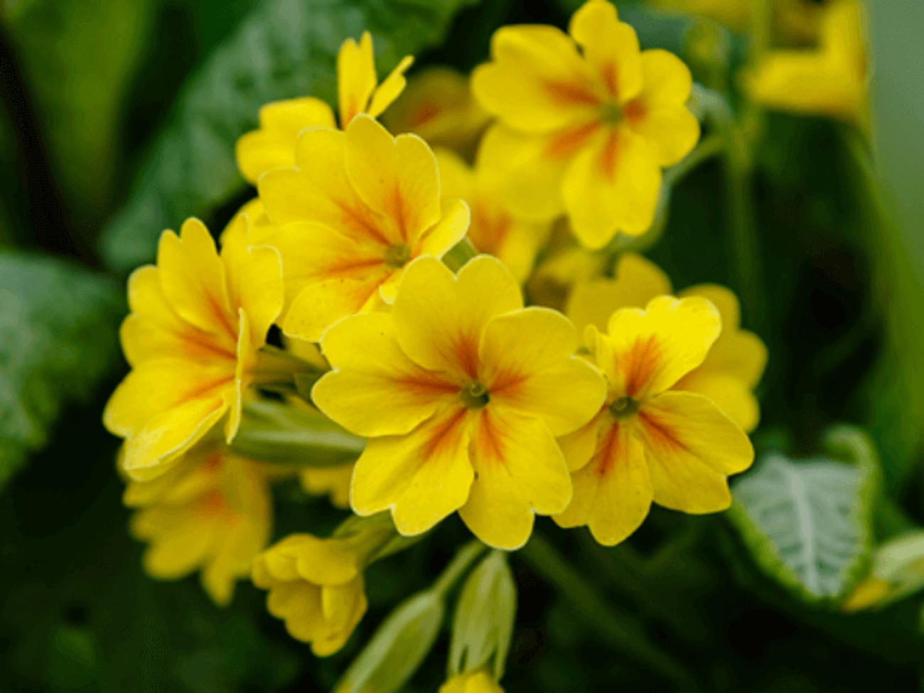 Primula Root